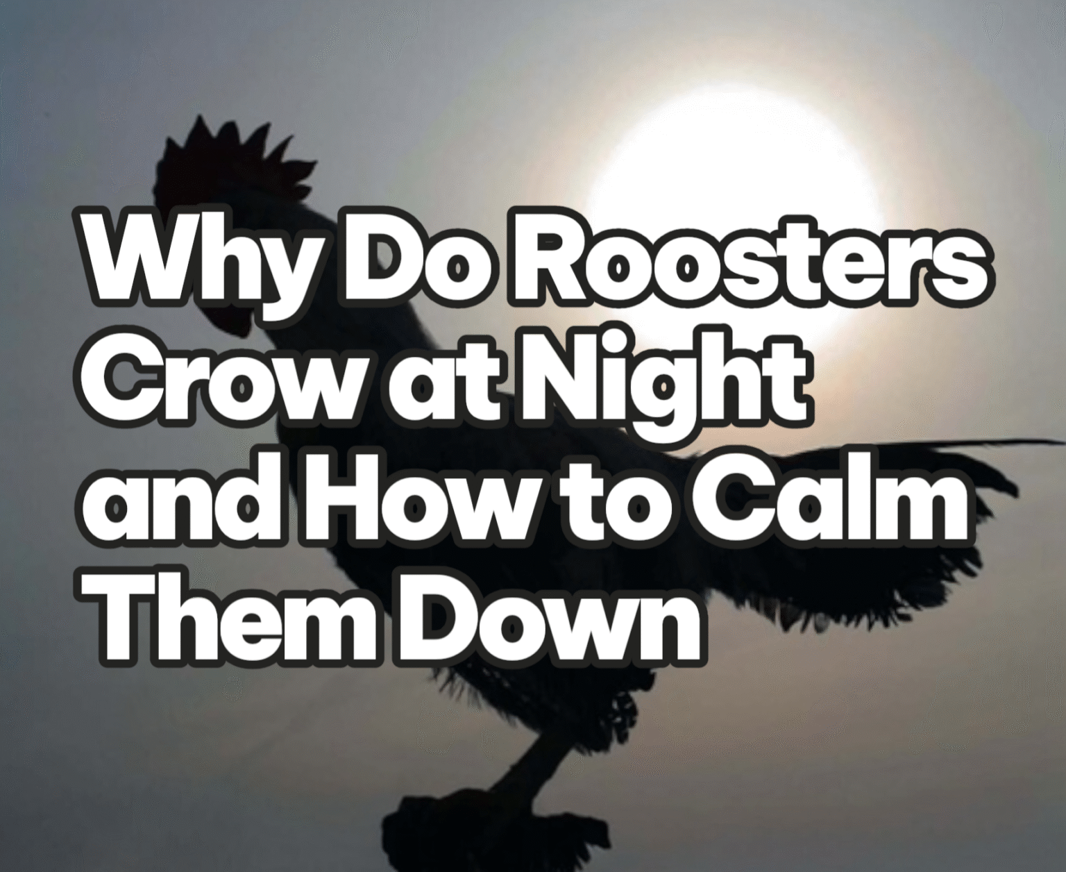 Why Do Roosters Crow at Night and How to Calm Them Down - Backyard ...